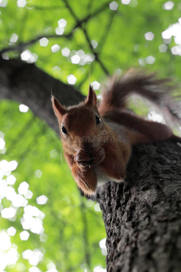 Ginger Squirrel on the Tree Stock Photo - Image of fluffy, mammal ...