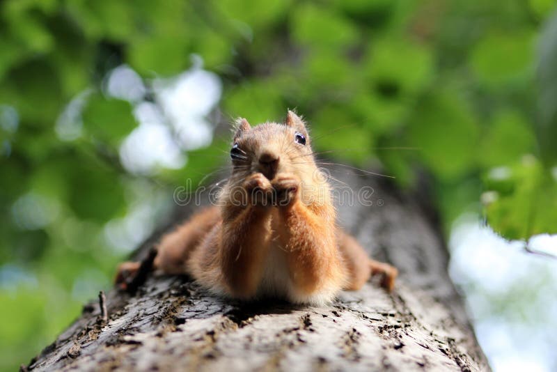 Ginger Squirrel on the Tree Stock Photo - Image of animal, fluffy ...