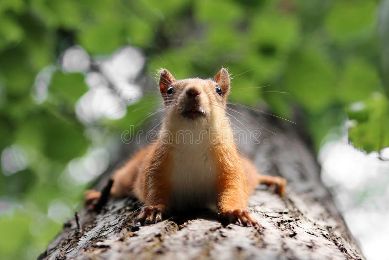 Ginger Squirrel on the Tree Stock Image - Image of fluffy, autumn ...