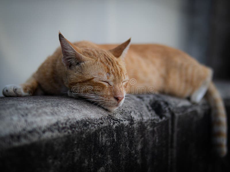 Ginger Stray Cat Sleeping Street Jakarta Stock Photos - Free & Royalty ...