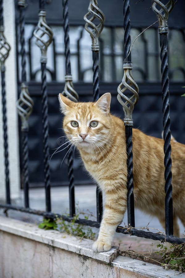 Ginger street cat stock image. Image of feline, kitty - 335003383