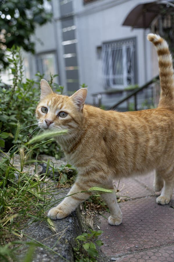 Ginger street cat stock image. Image of feline, kitty - 335003383