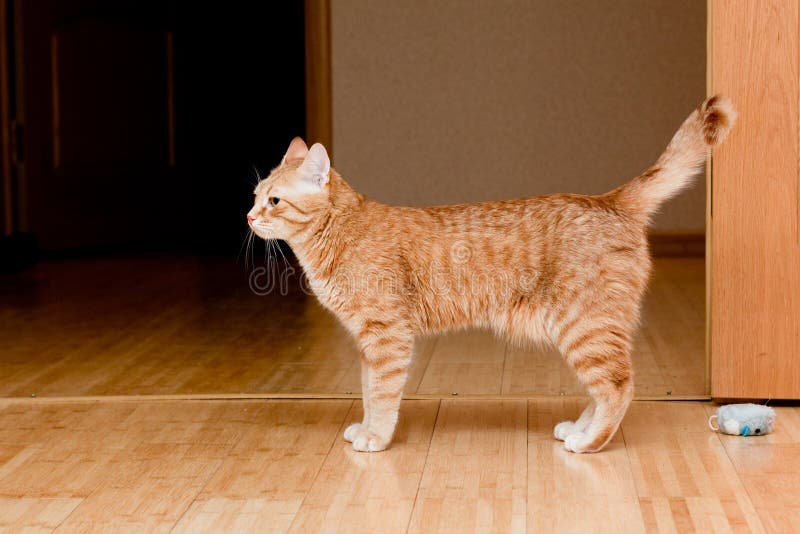 Ginger tabby cat stock image. Image of pose, ginger, animal - 22079843