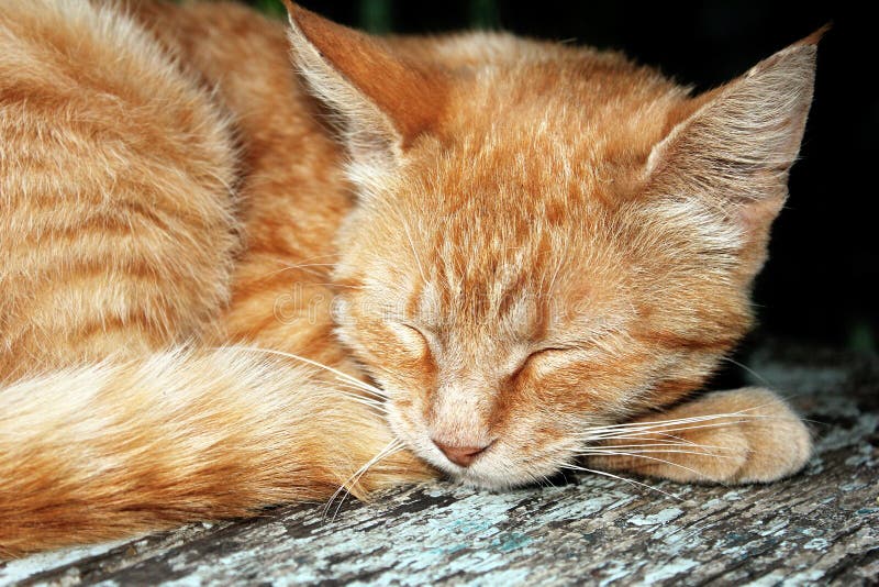Ginger tabby cat stock image. Image of fluffy, wood, sleeping - 25737847
