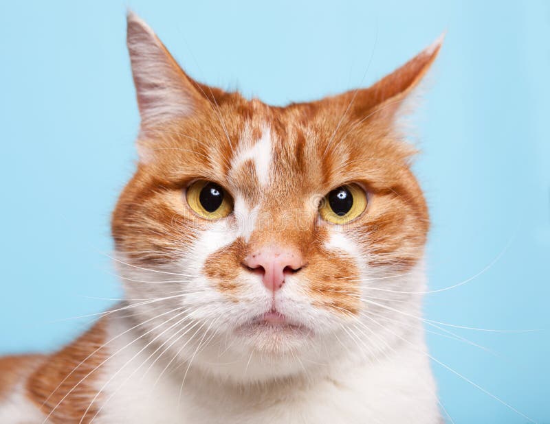 Ginger tabby cat on blue. stock photo. Image of single - 67274410