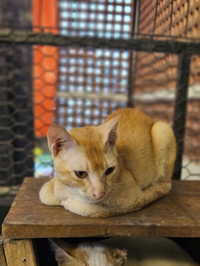 A Ginger Tabby Cat Rests Peacefully on a Wooden Surface with a Blurred Background Stock Photo ...