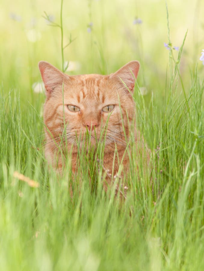 A Blissfully Happy Orange Tabby Cat Enjoying Life Stock Image - Image ...