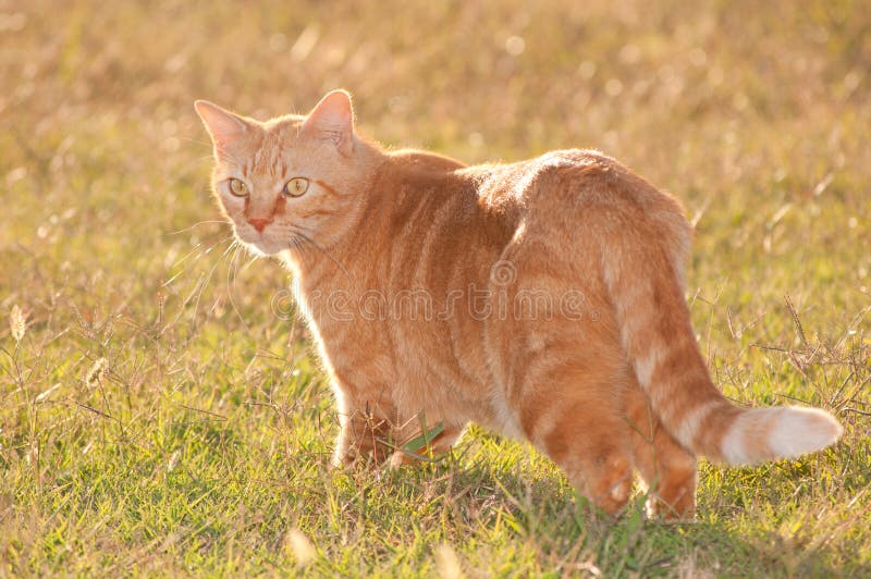 Ginger tabby cat stock image. Image of haired, attentive - 34839651