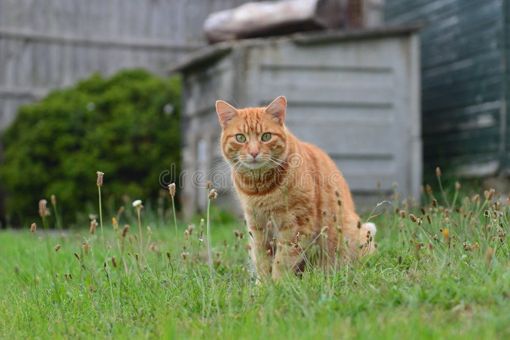Ginger Tabby Cat stock photo. Image of beauty, lawns - 241786016