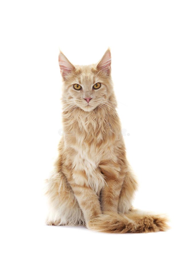 Ginger tabby cat looking stock image. Image of fluffy - 52602515