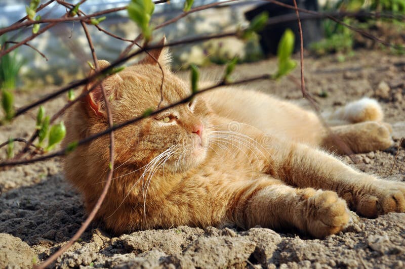 Ginger tabby cat stock image. Image of beautiful, mammal - 42574647