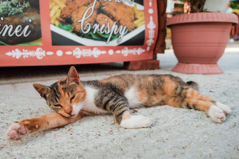 Ginger Tabby Cat Resting on the Ground in Romania Editorial Photography ...