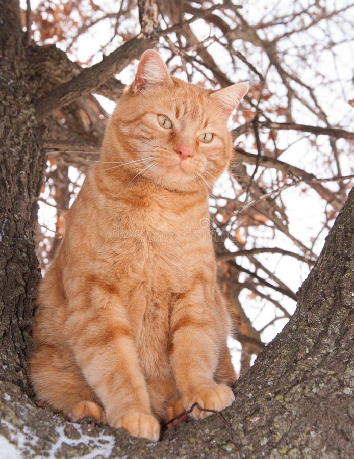 Ginger Tabby Cat Sitting High Up in a Tree Stock Photo - Image of ...