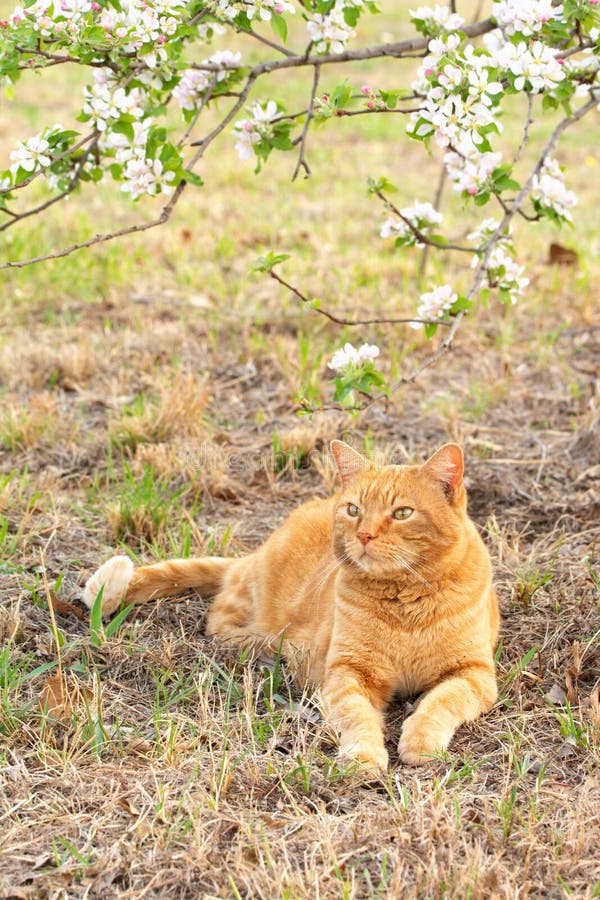 Ginger Tabby Cat Under a Blooming Apple Tree in Spring Stock Photo ...