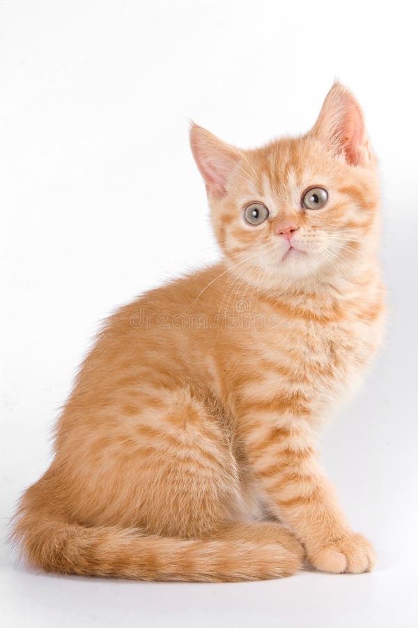 Ginger tabby kitten stock photo. Image of breed, feline - 118141242