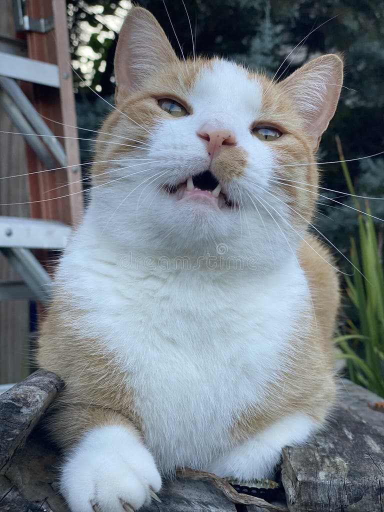 1,335 Happy Tom Images Stock Photos - Free & Royalty-Free Stock Photos ...