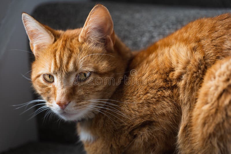 A Ginger Tabby Tom Cat Sat on the Staircase Stock Photo - Image of ...