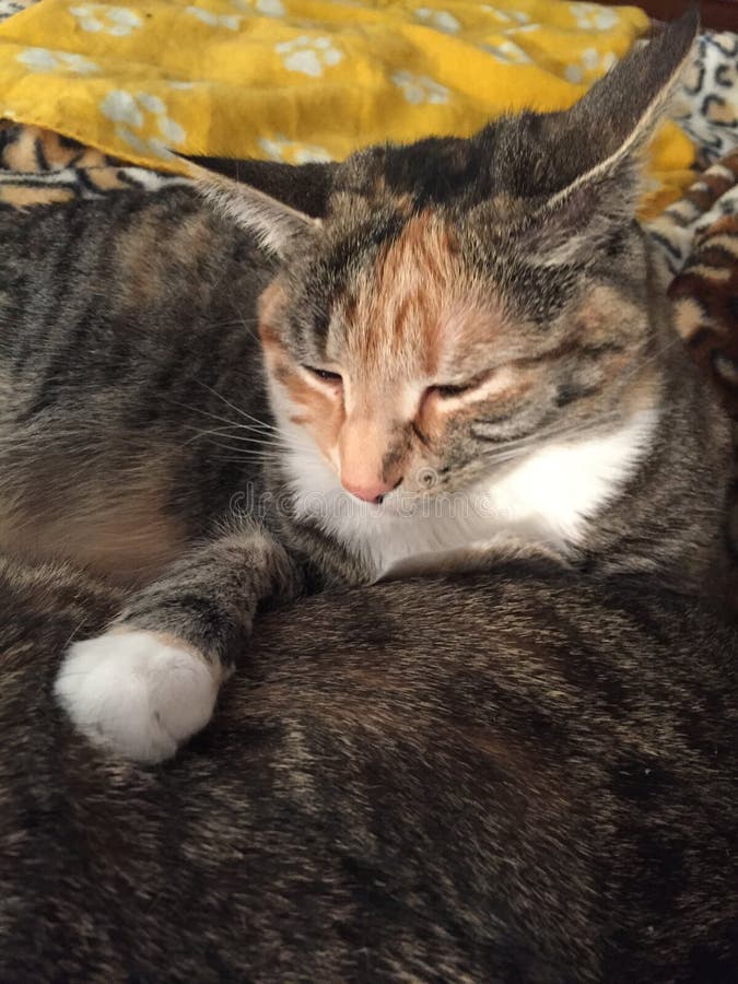 Ginger Tabby Tortie Female Kitten Foto de archivo - Imagen de hembra ...