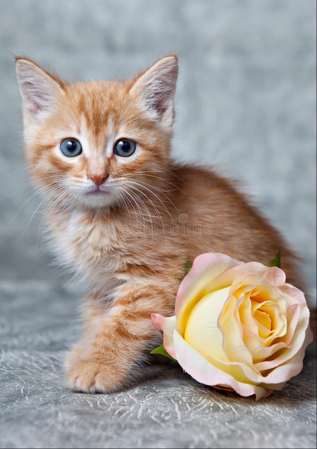 Ginger tiger-kitten stock photo. Image of kitten, blue - 11986920