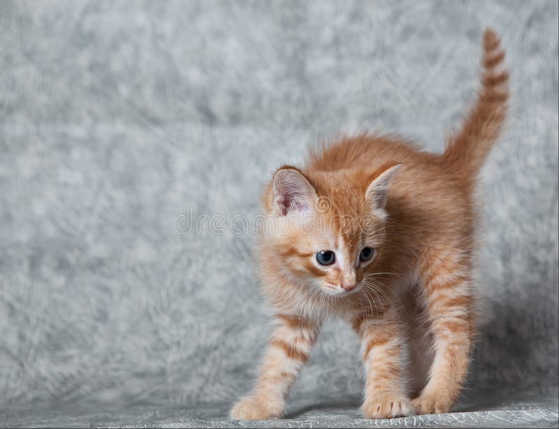 Ginger tiger-kitten stock image. Image of blue, background - 11987201