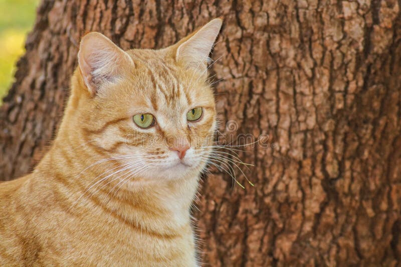 Ginger Tom cat stock photo. Image of eyes, whiskers - 158186658