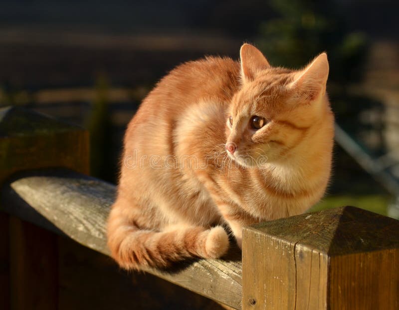 Ginger tom cat stock image. Image of cute, family, home - 64256947
