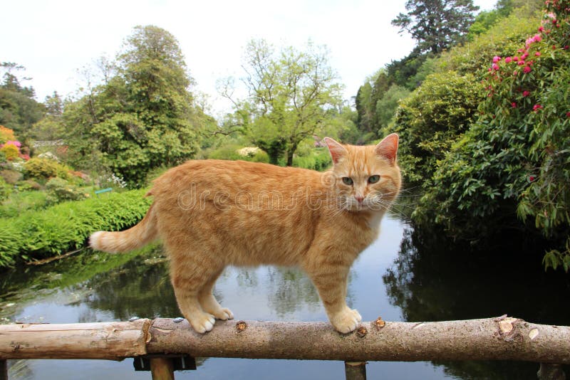 A Ginger Tom Cat stock photo. Image of head, outdoors - 87777208