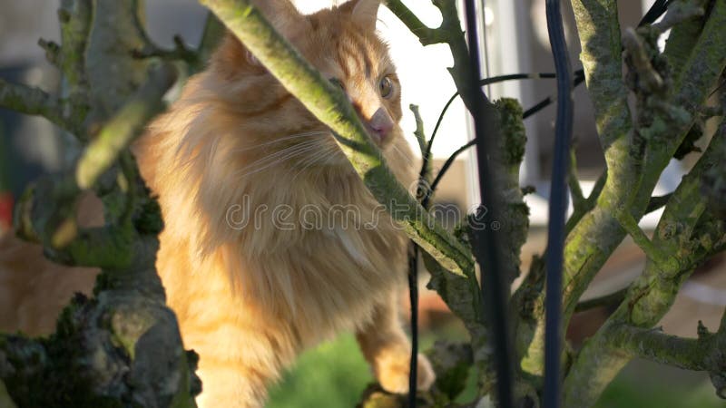 Ginger tom cat in tree stock video. Video of garden - 170425929