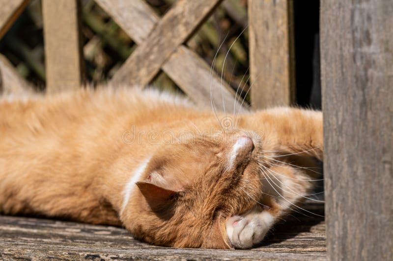 Ginger Tom Cat Washing Front Paw and Sunbathing on Wooden Bench Stock ...