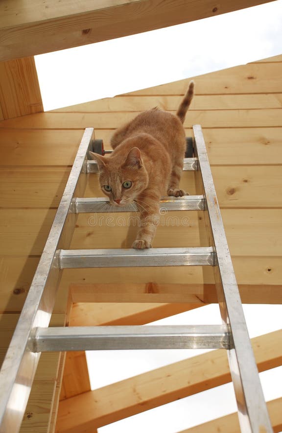 Ginger Tom Descending Ladder Stock Photo - Image of tabby, cute: 21652968