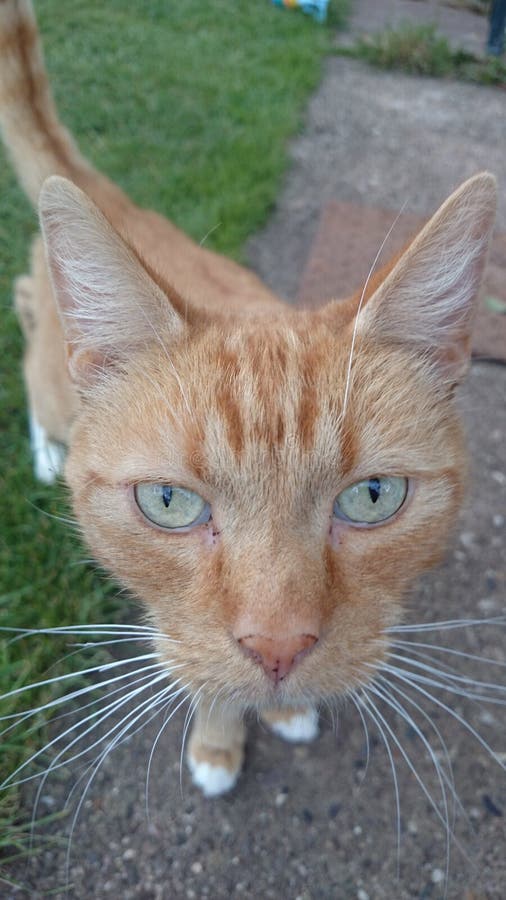 Ginger tom stock image. Image of expressing, interest - 43746161