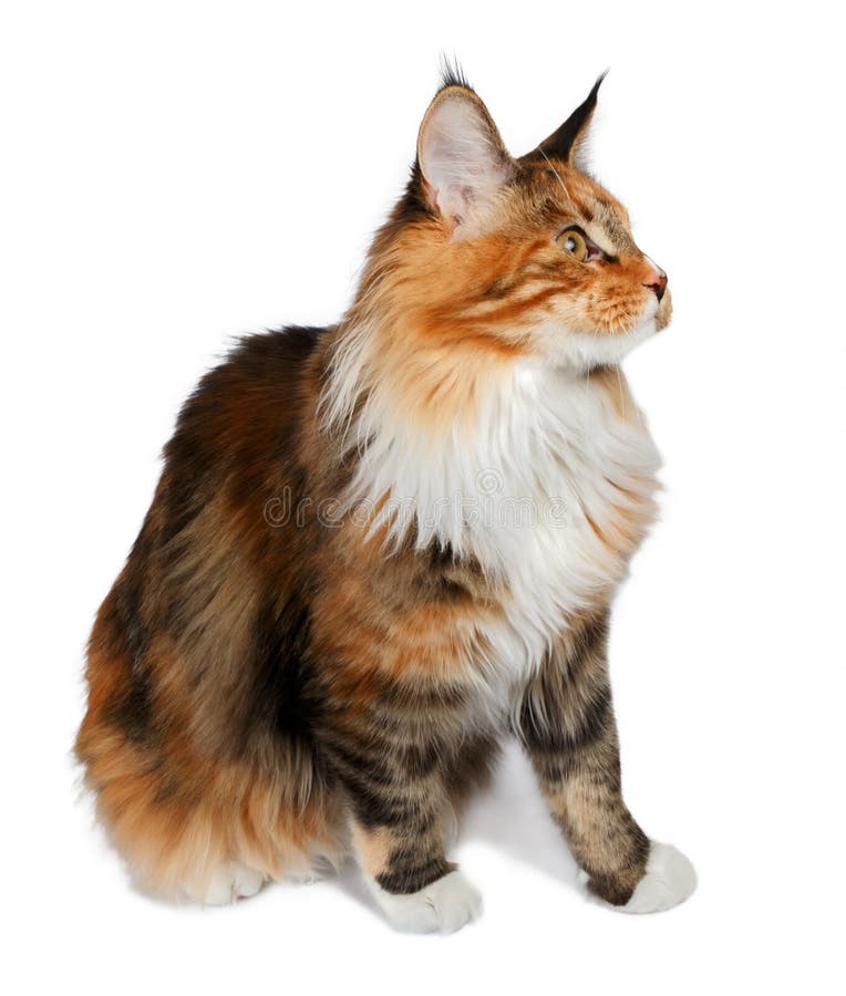 Tortie Maine Coon Domestic Cat, Female Laying Against Black Background ...