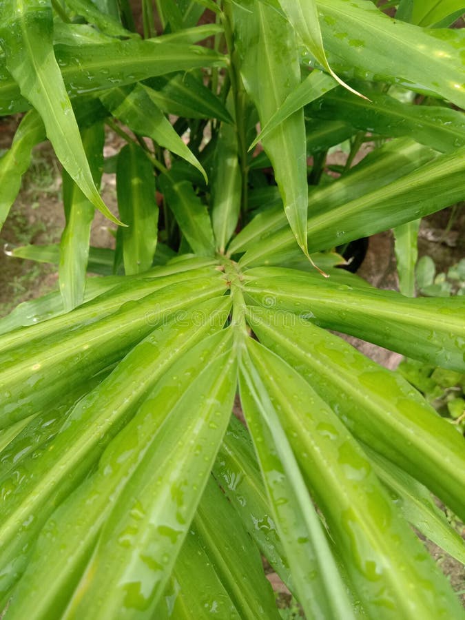 Ginger Tree the Leaves Have a Benefit Stock Image - Image of vegetable ...