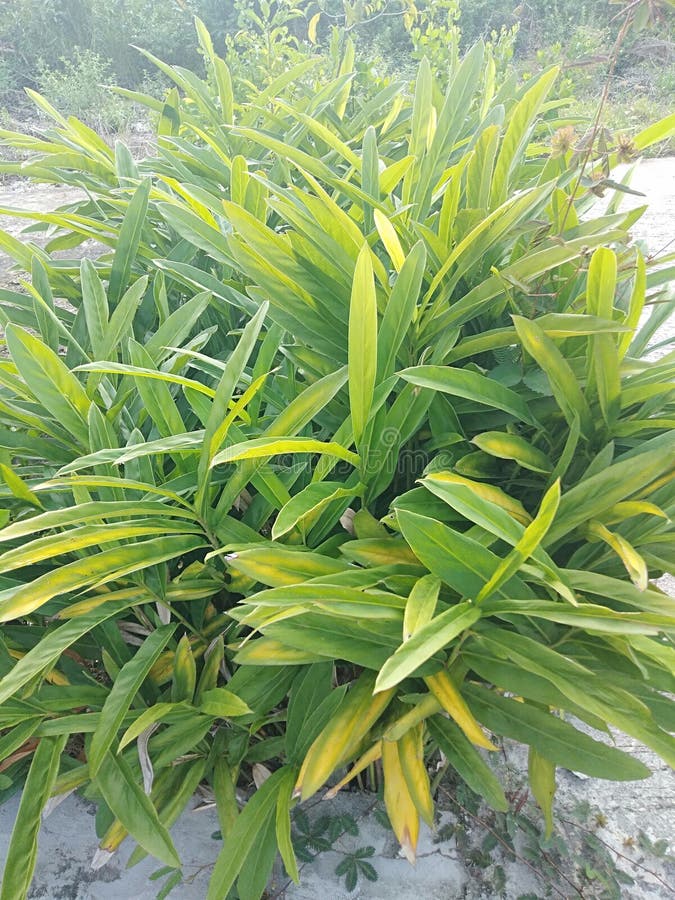Ginger Tree is One of the Spices To Make Food Taste Better. Stock Photo ...