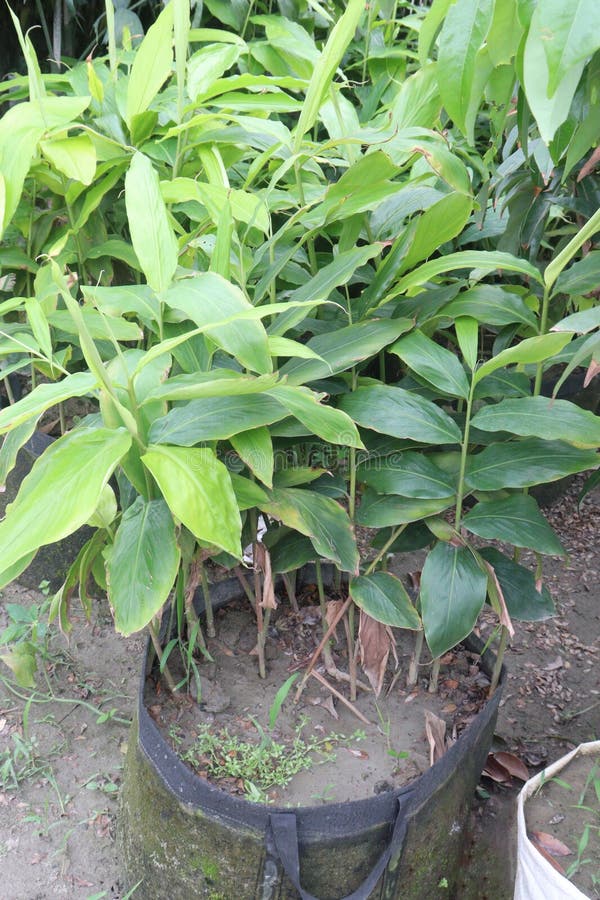 Ginger tree plant on farm stock photo. Image of ginger - 334430102