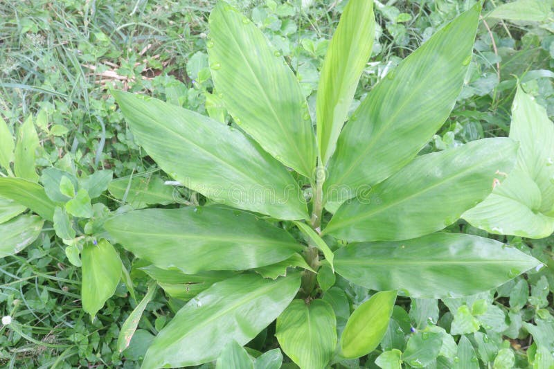 Ginger tree plant on farm stock image. Image of powder - 334430119