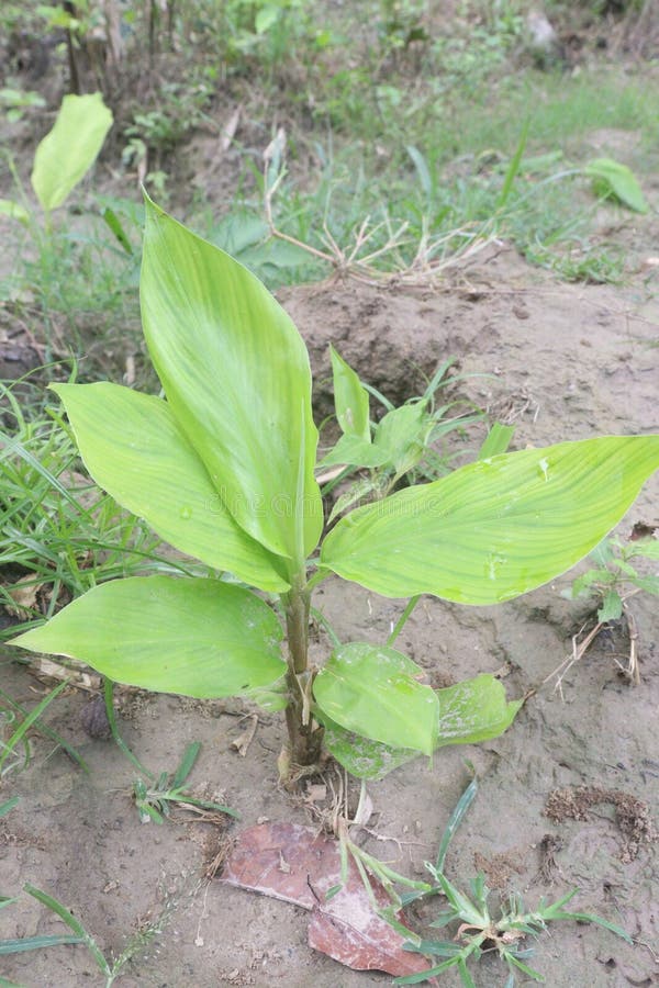 Ginger tree plant on farm stock image. Image of herbal - 334430151