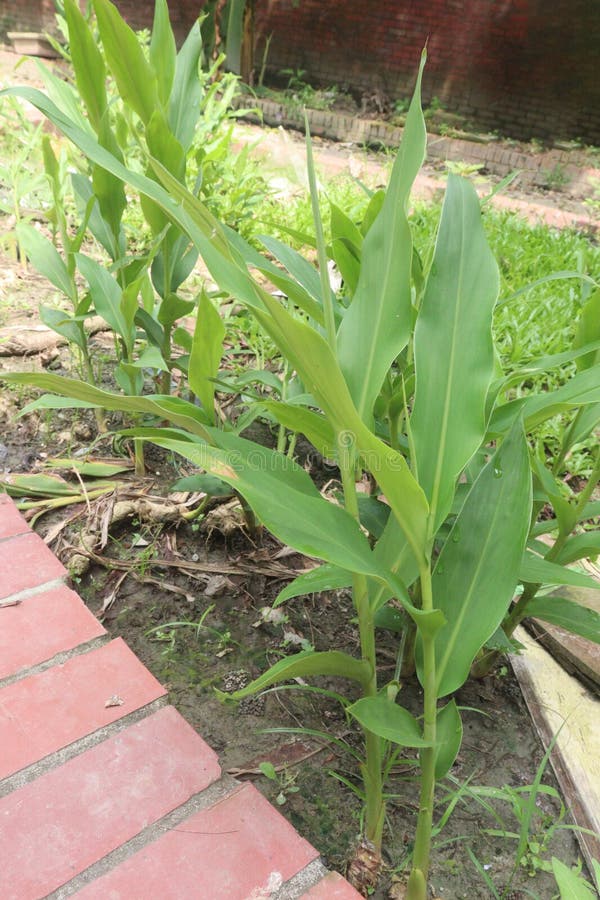 Ginger tree plant on farm stock photo. Image of herb - 339394370