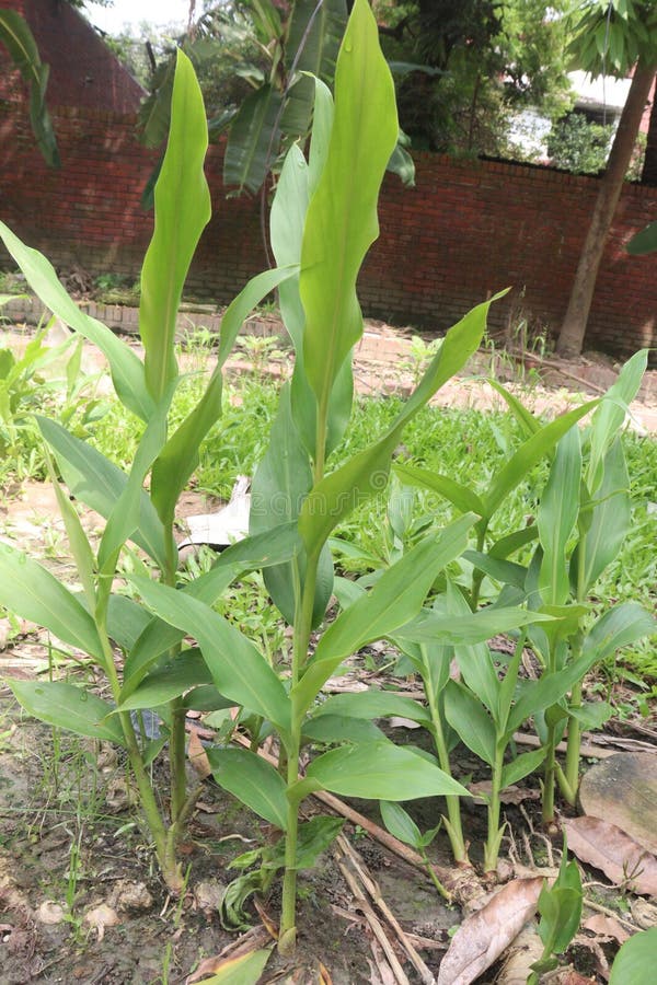 Ginger tree plant on farm stock photo. Image of cookery - 339394436