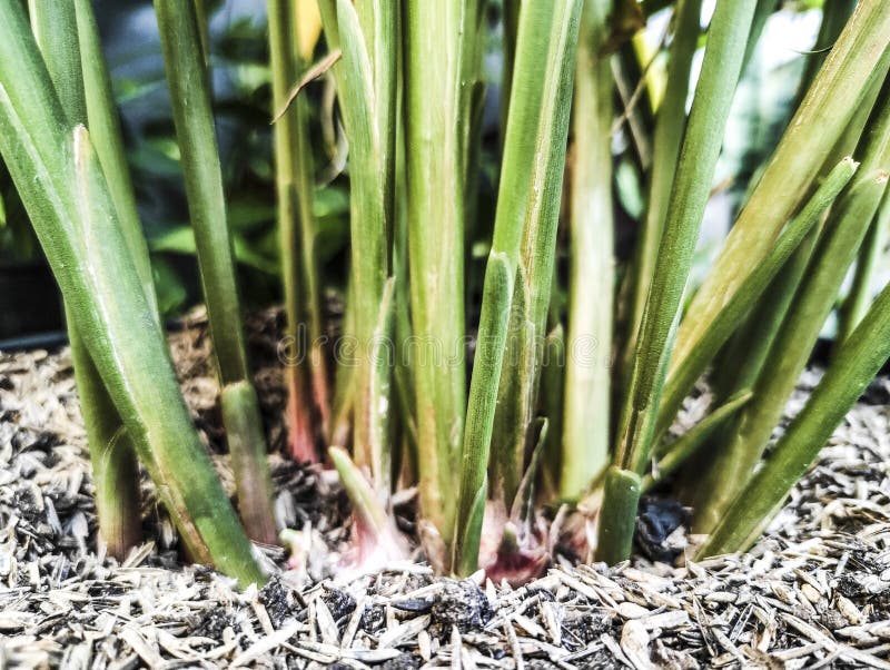 Ginger plants stock image. Image of produce, crop, flower - 226444385