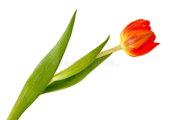 Ginger Tulip Isolated on White Background. Stock Photo - Image of ...