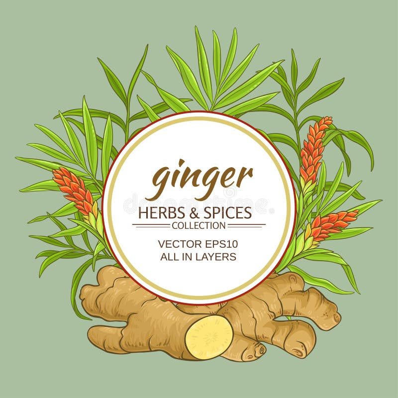 Ginger vector illustration stock vector. Illustration of natural - 80843547
