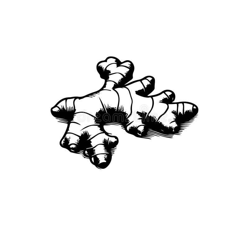 Ginger Vector Hand Drawn Black and White Stock Vector - Illustration of ...