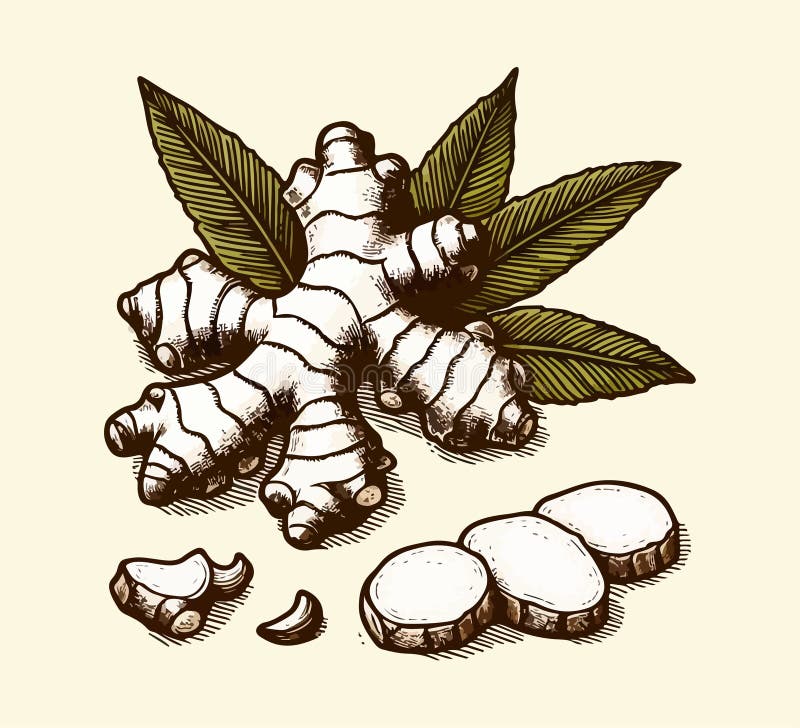 Ginger Vector Hand Drawn Black and White Stock Illustration ...