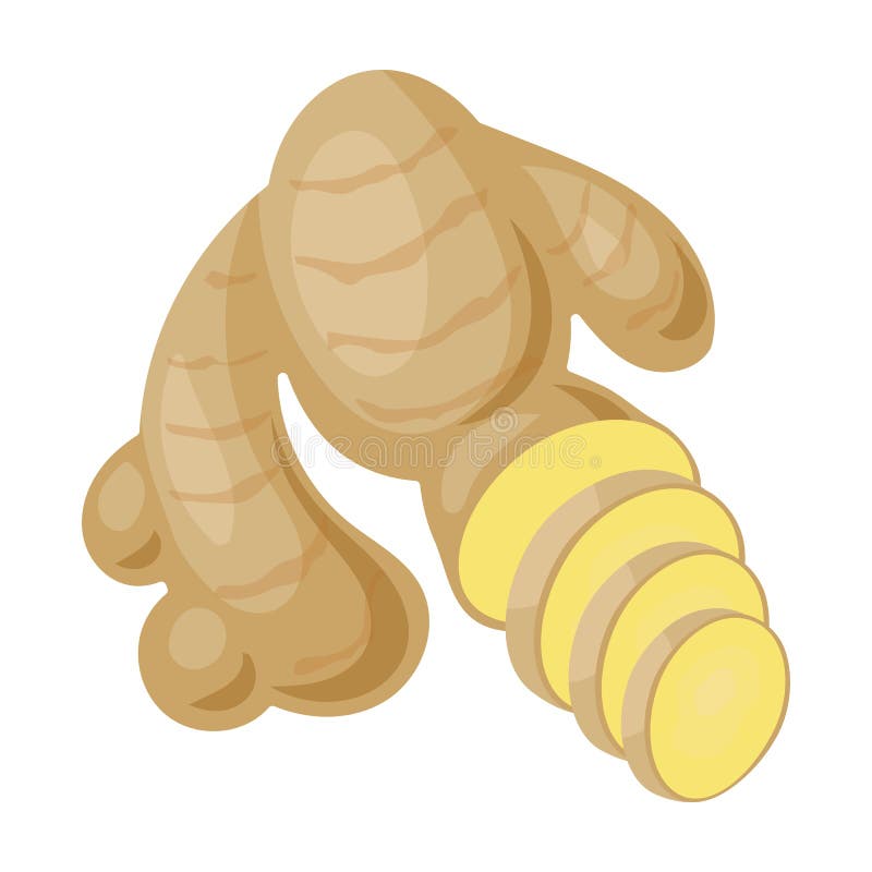 Ginger Vector Illustration On White Stock Vector - Illustration of ...