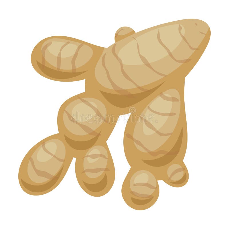 Ginger Vector Icon.Cartoon Vector Icon Isolated on White Background ...