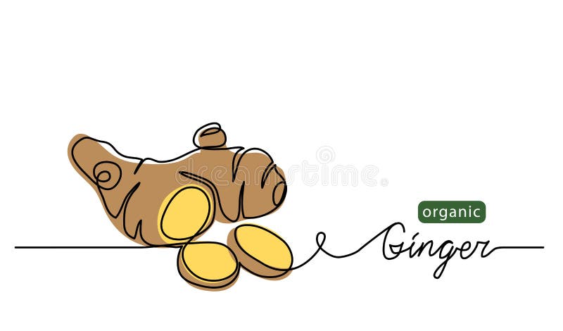 Ginger Vector Illustration. One Line Drawing Art Illustration with ...
