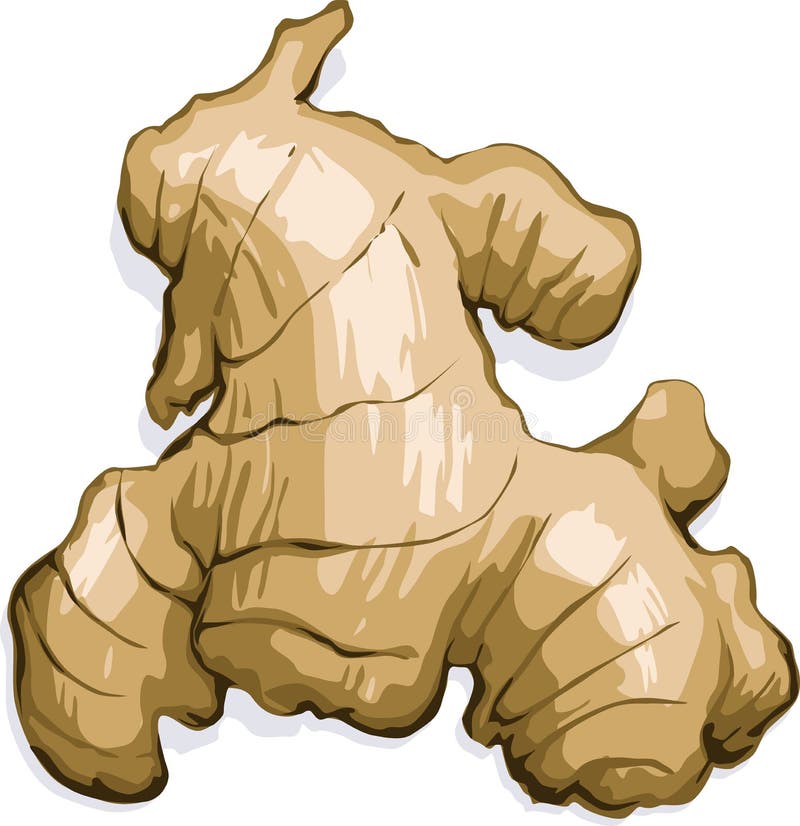 Ginger. Vector drawing stock vector. Illustration of flavor - 144893424