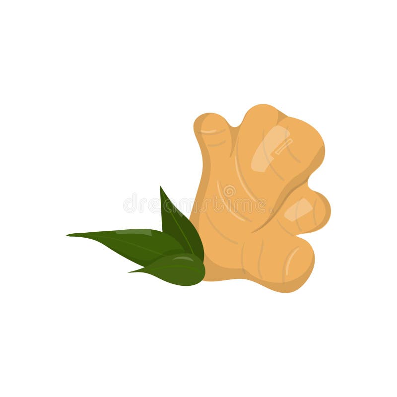 Ginger Root Cartoon Isolated Stock Illustrations – 535 Ginger Root ...