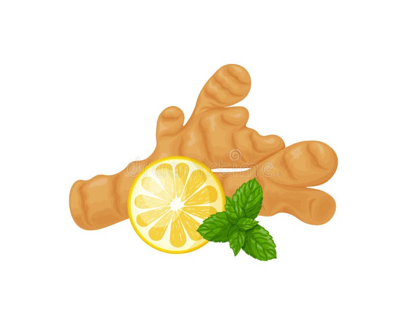 Ginger. Vector Image of Ginger with Lemon and Leaves. Medicinal Plant ...
